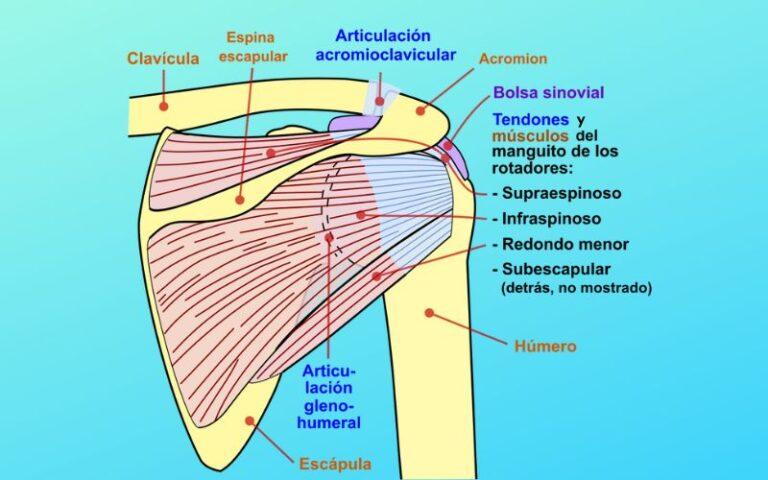 Manguito de los rotadores: qué es, características, funciones, patologías