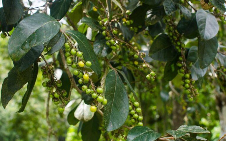 Nanche: qué es, características, hábitat, propiedades, recetas de cocina