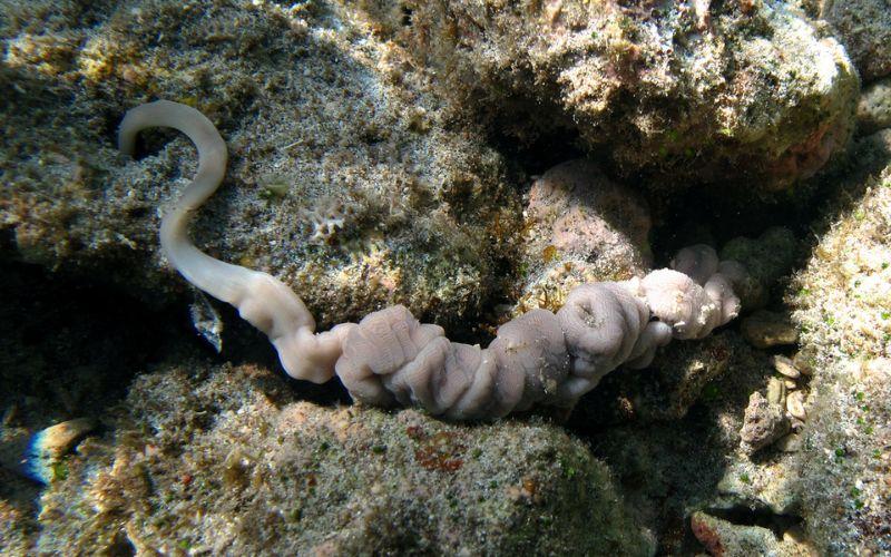 Nemertinos: qué son, características, morfología, nutrición, reproducción