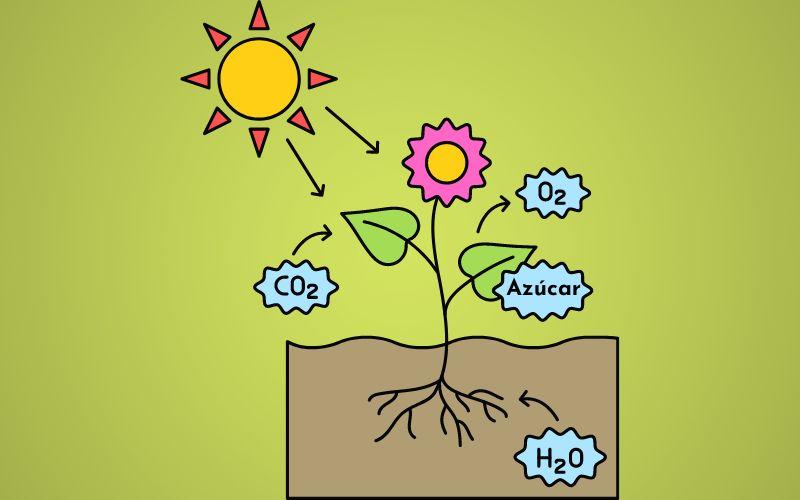 Plantas Autotrofas Manejando El Agua De Manera Eficiente En El Planeta