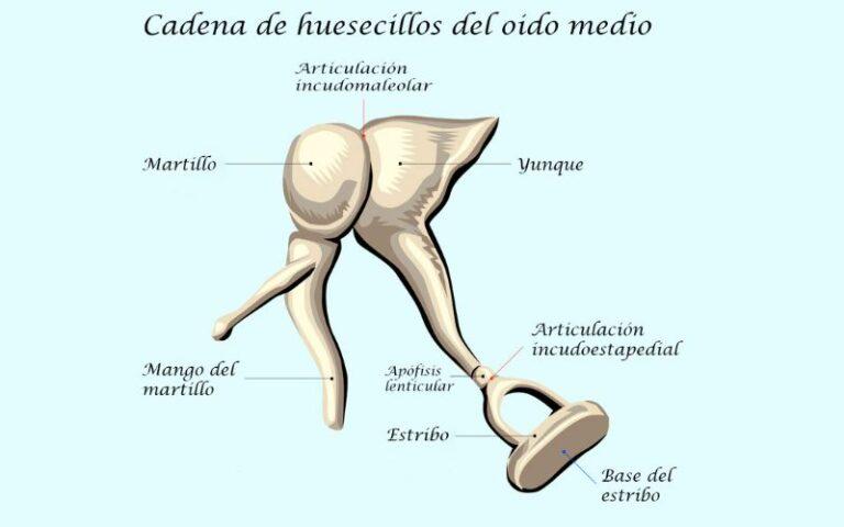 Oído medio: qué es, anatomía, funciones, enfermedades
