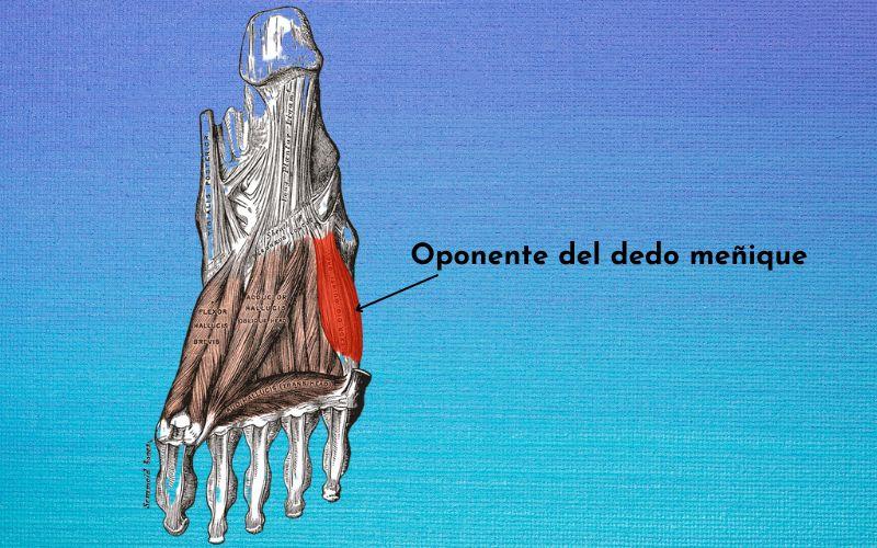 Músculo oponente del dedo meñique del pie: qué es, características