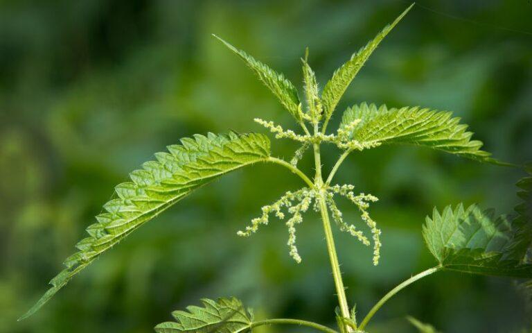 Ortiga: qué es, características, hábitat, propiedades, consumo, dosis