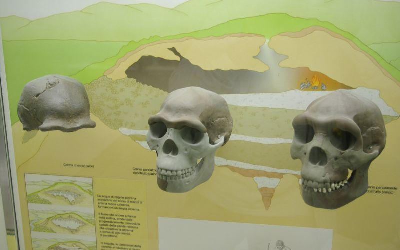 Paleoantropología: qué es, historia, objeto de estudio, métodos