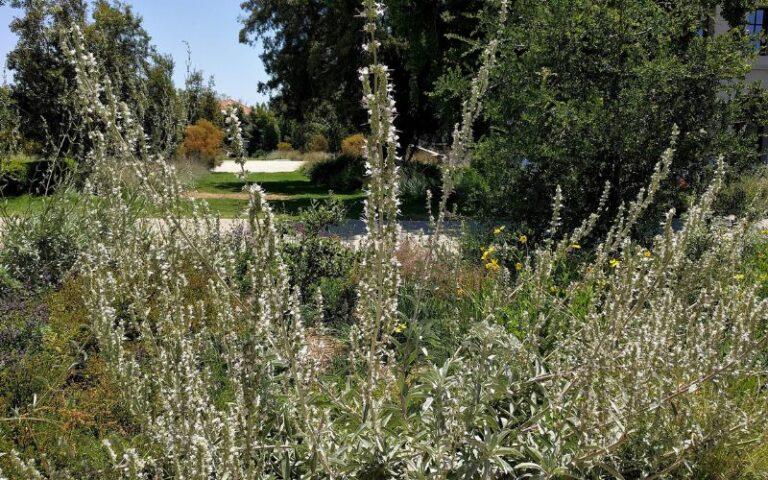 Salvia blanca: qué es, características, hábitat, propiedades