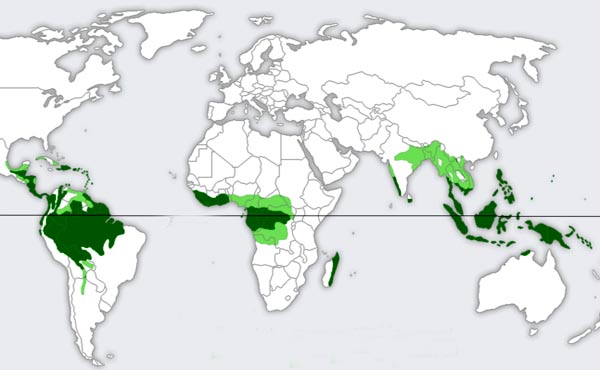 Selva tropical: qué es, flora, fauna, características, clima