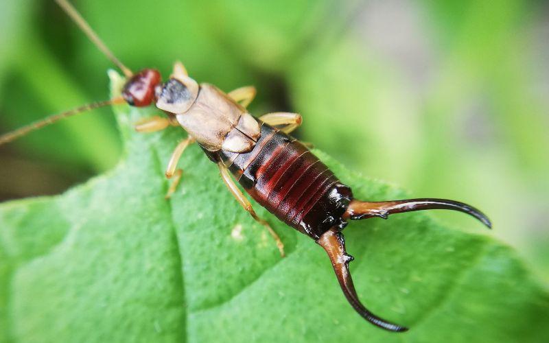 Tijereta común: qué es, características, hábitat, reproducción