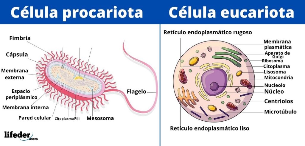 Tipos de células y sus características (eucariotas y procariotas) Tipos de células y sus características (eucariotas y procariotas)