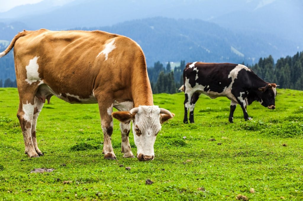 Organismos heterótrofos: concepto, características, tipos, ejemplos