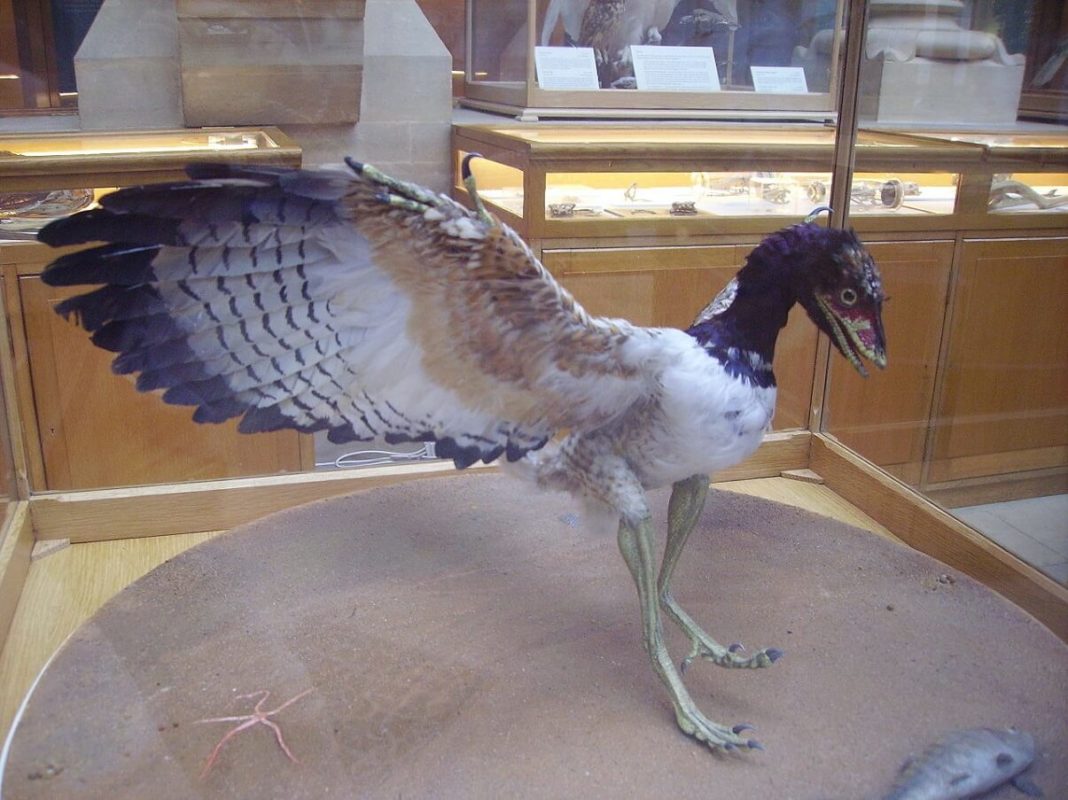 Archaeopteryx: qué es, características, periodo, fósiles Archaeopteryx: qué es, características, periodo, fósiles
