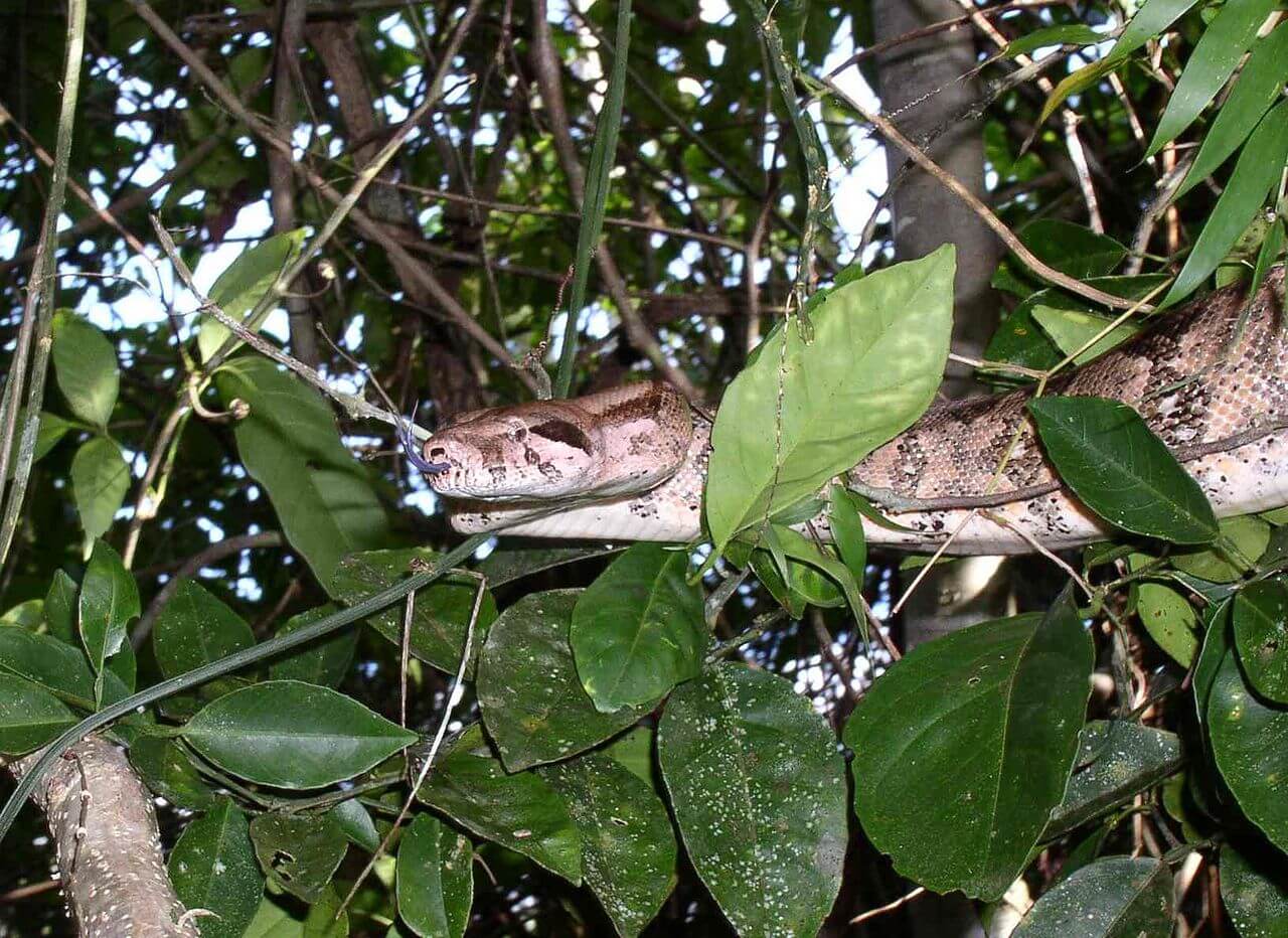 Boa constrictor: características, hábitat, reproducción, alimentación