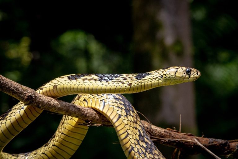 Los 15 Animales con Escamas Más Relevantes