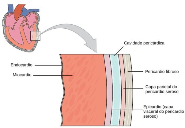 Capas del corazón: histología y funciones - Lifeder