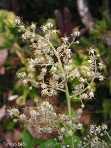 Jobo: qué es, características, hábitat, usos y cuidados