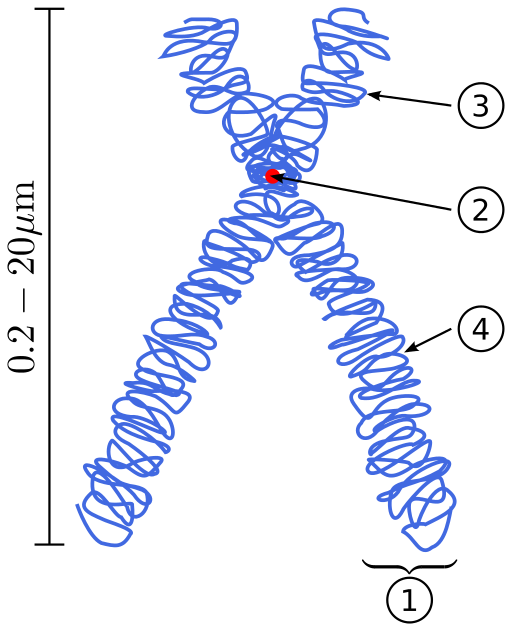 Cromosomas: qué son, descubrimiento, tipos, funciones, estructura