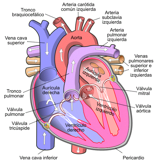 Sistema de conducción eléctrica del corazón: organización, funcionamiento