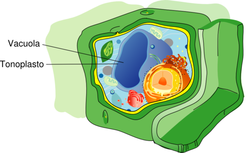 Vacuolas: qué son, estructura, funciones y tipos