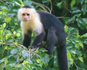 Los 21 Animales de Brasil Más Destacados