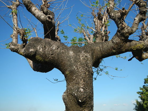 Jobo: qué es, características, hábitat, usos y cuidados
