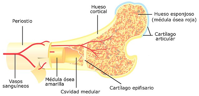 Trabéculas: qué son, función, importancia y consideraciones clínicas
