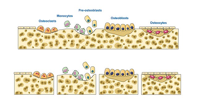 Trabéculas: qué son, función, importancia y consideraciones clínicas