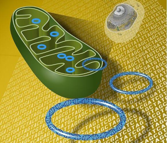 ADN mitocondrial: qué es, características, funciones, herencia