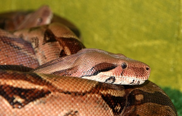 Boa constrictor: características, hábitat, reproducción, alimentación ...