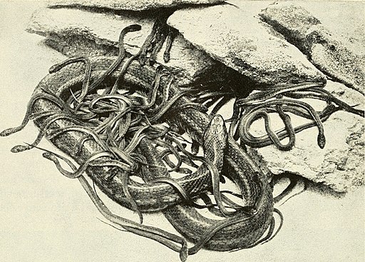 Vivíparos: qué son, características, reproducción y ejemplos