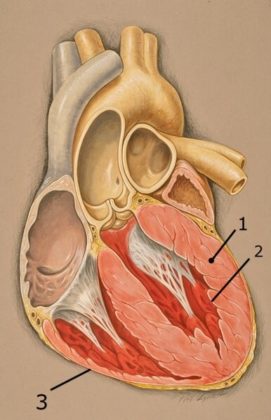 Partes del corazón y sus funciones: estructura, arterias, venas