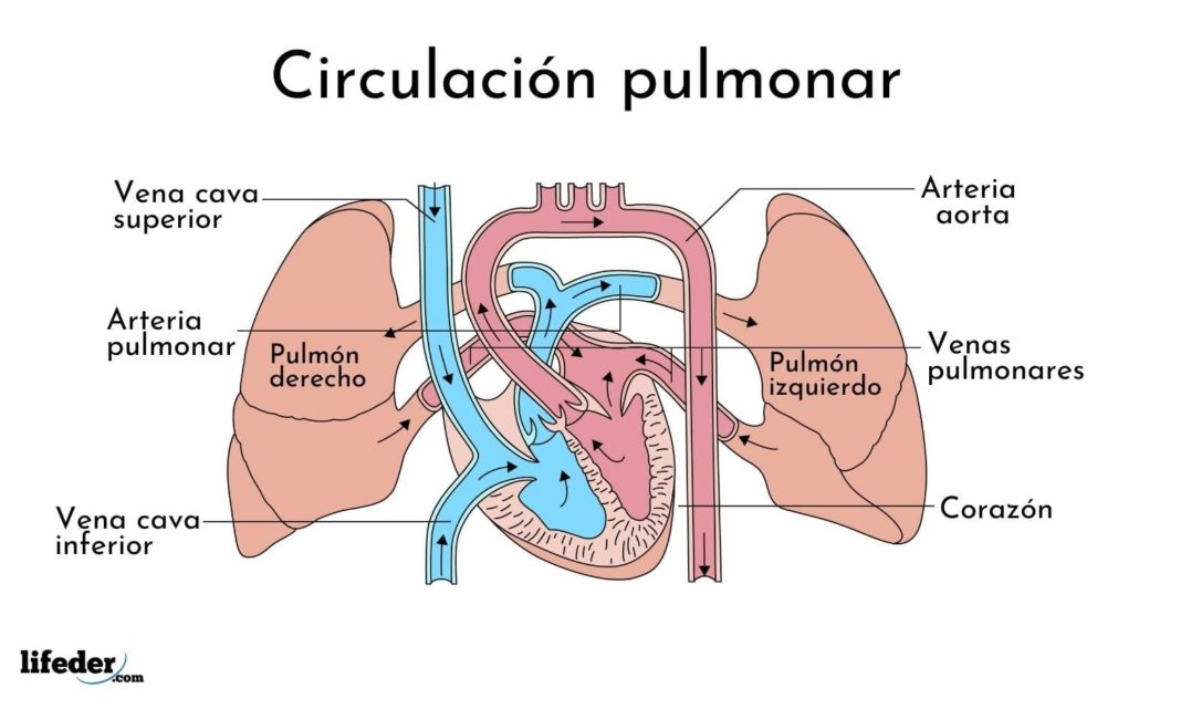 Circulación pulmonar o menor: qué es, partes y recorrido (anatomía) Circulación pulmonar o menor: qué es, partes y recorrido (anatomía)