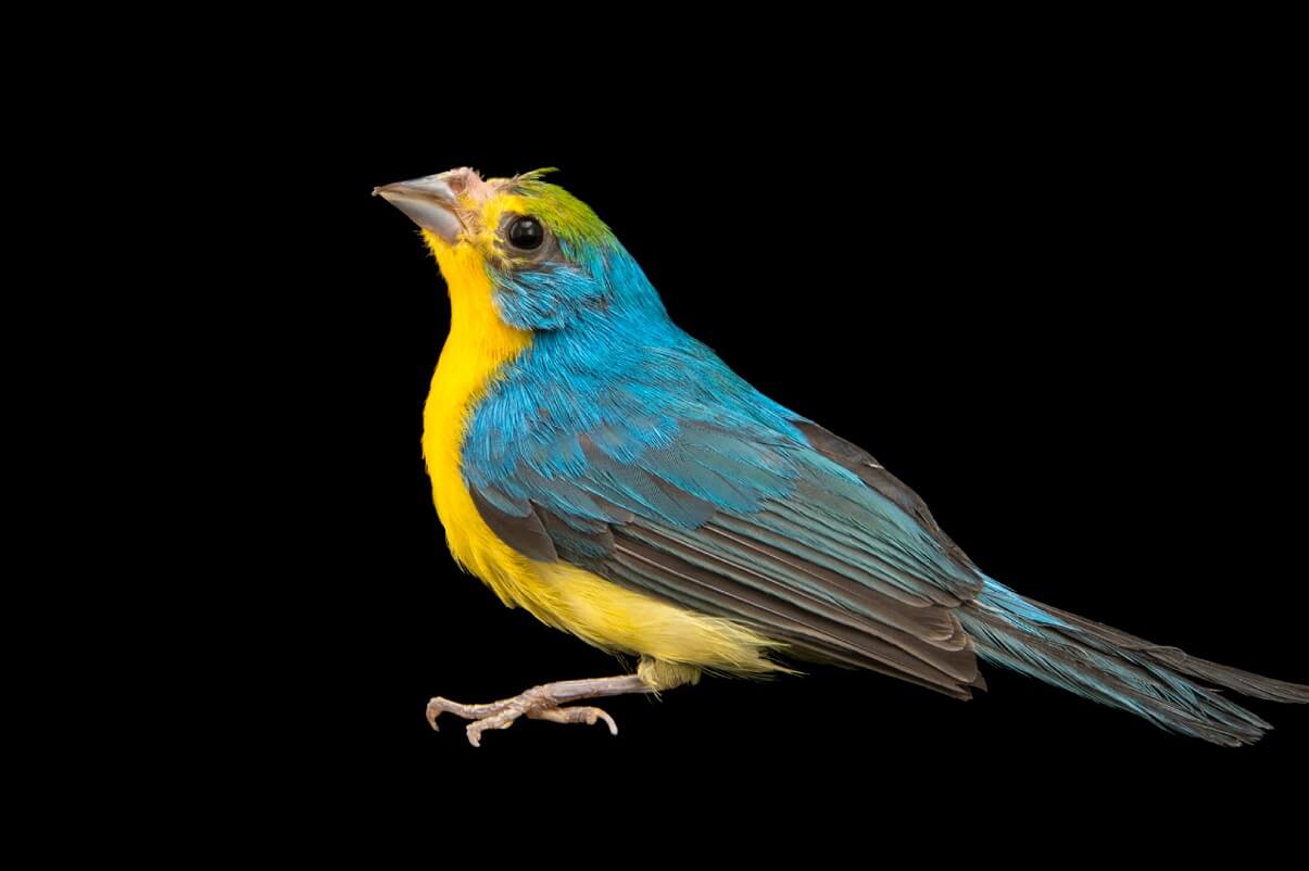30 animales endémicos de México y sus características