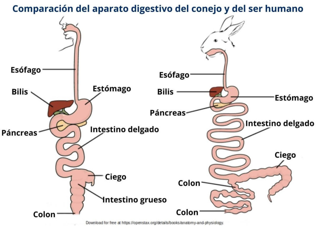 Aparato digestivo del conejo: qué es, partes y funciones