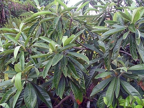 Níspero: qué es, características, hábitat, propiedades, cuidados