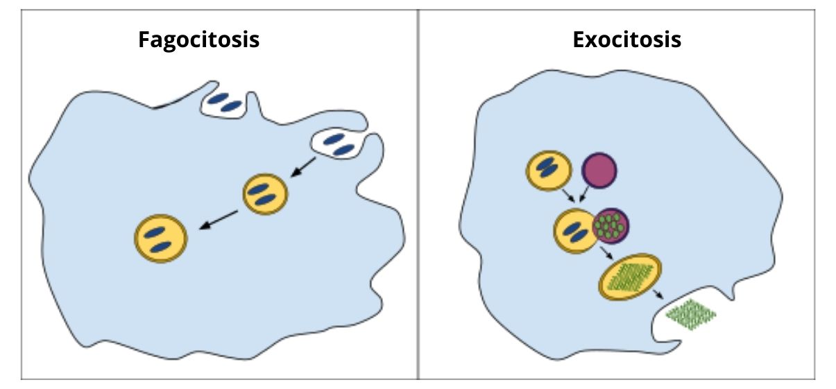 Fagocitosis: qué es, etapas, funciones y células fagocíticas
