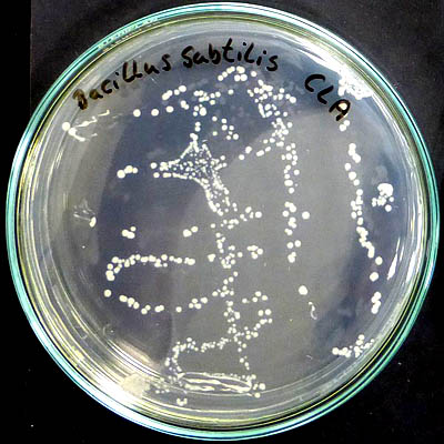 Bacillus: características, reproducción, nutrición, enfermedades