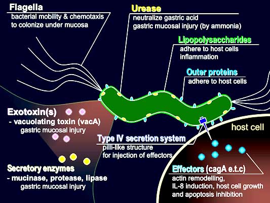 Factores de virulencia: qué son, en qué consisten y ejemplos