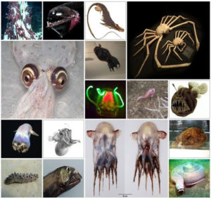 Zona abisal: qué es, características, flora, fauna y especes