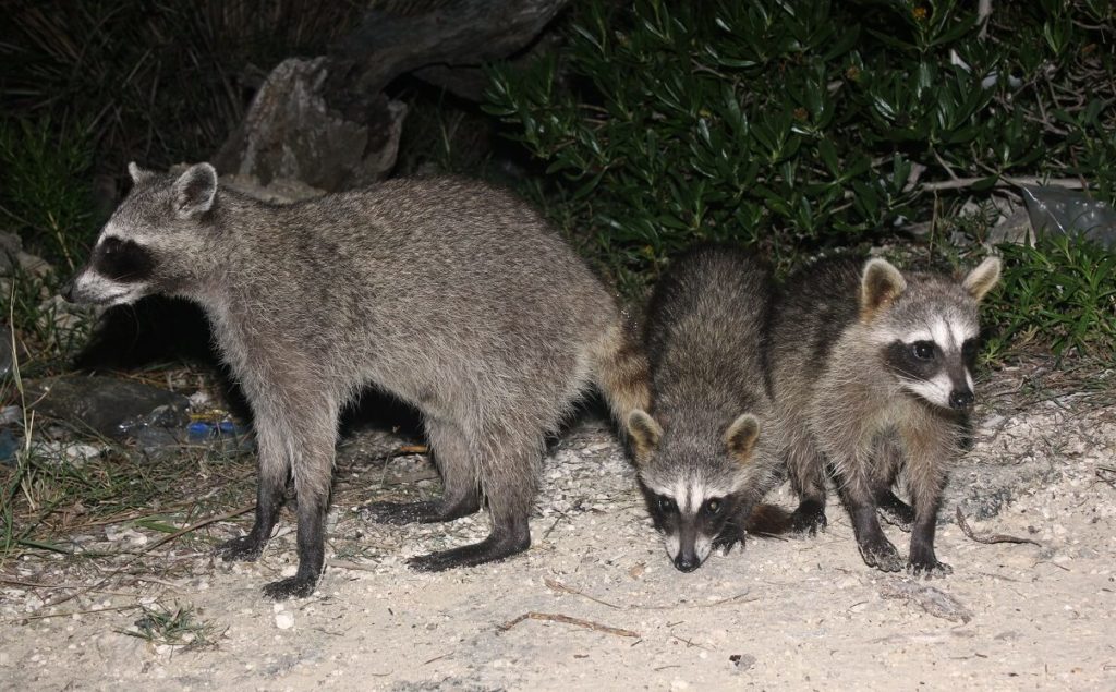 30 animales endémicos de México y sus características