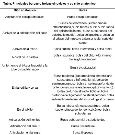 Bursa: qué es, tipos, localización, trastornos relacionados