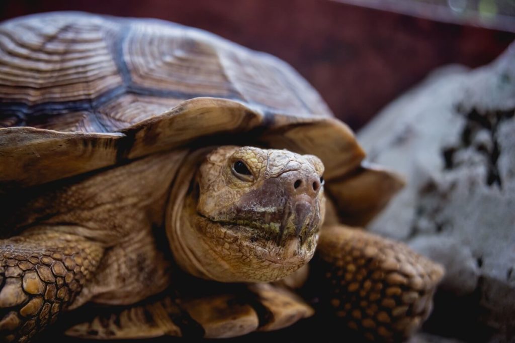 30 animales endémicos de México y sus características