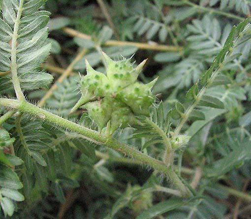 Abrojos: qué son, características, propiedades, empleo, cuidados