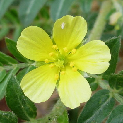 Abrojos: qué son, características, propiedades, empleo, cuidados