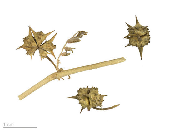 Abrojos: qué son, características, propiedades, empleo, cuidados