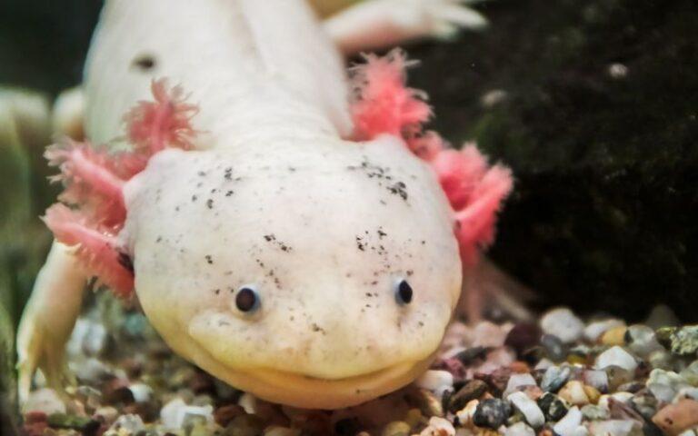 37 animales endémicos de México y sus características