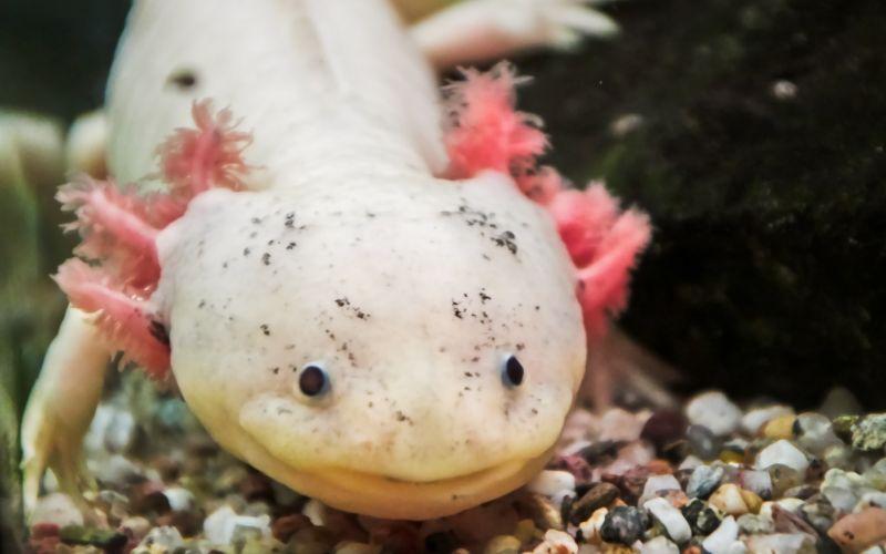 37 animales endémicos de México y sus características