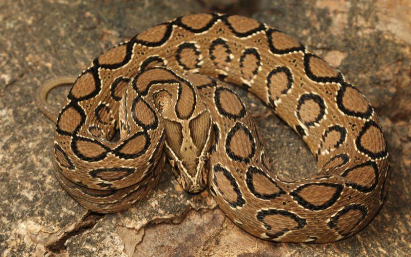 Boa constrictora: qué es, características, hábitat, comportamiento