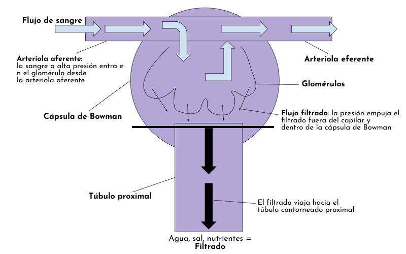 Cápsula de Bowman: qué es, estructura, histología, funciones