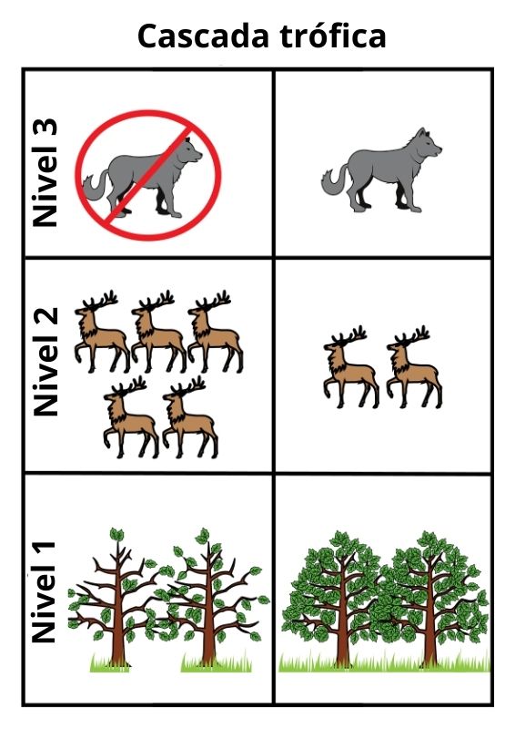 Red trófica: niveles tróficos, tipos, terrestre y marina