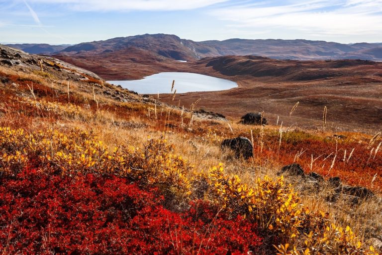 Tundra: características, tipos, flora, fauna