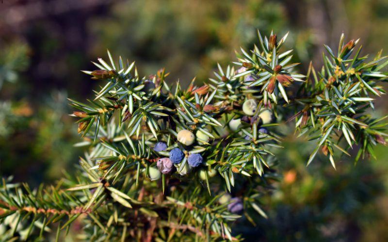 Tipos De Enebro Que Cubren El Suelo
